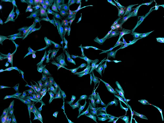 Products: Stem Cell Reagents