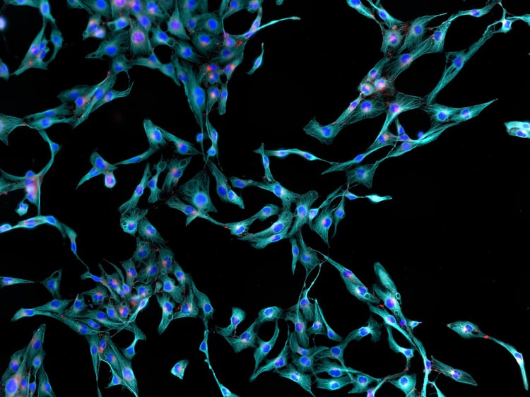 Products: Stem Cell Reagents