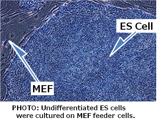 RCHEFC003 - MEF Feeder Cells