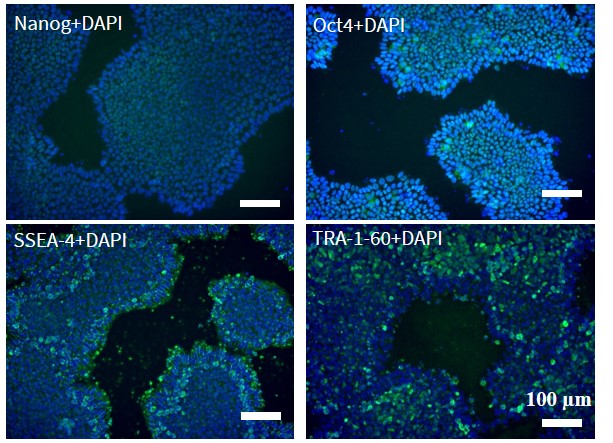 RCRP004N - StemRNA Human iPSC 802-3G