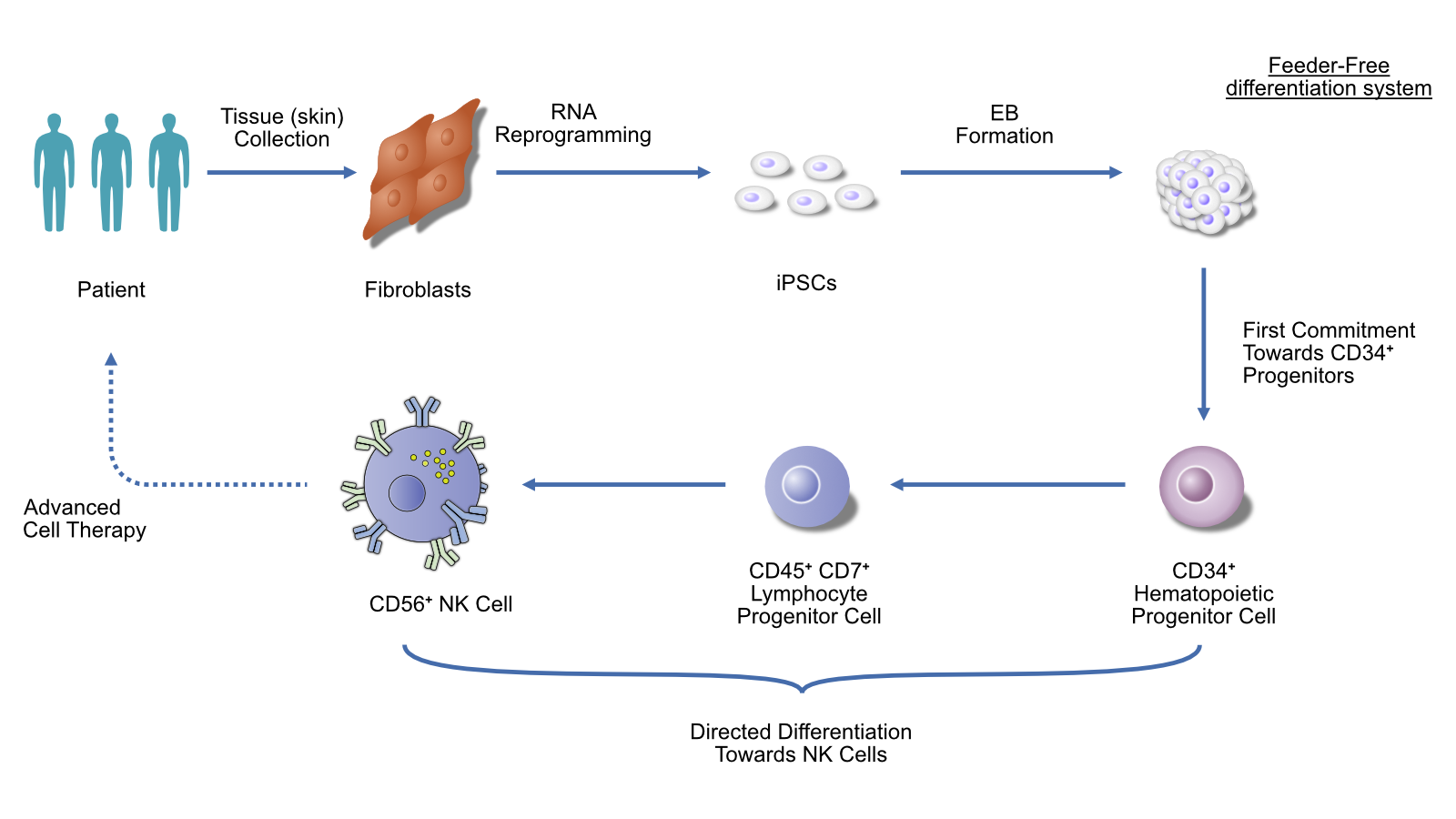 Exploring CHIR99021: The Key to Stem Cell Research and Beyond