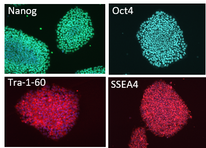 RCRP011N - StemRNA Human iPSC SK003.2