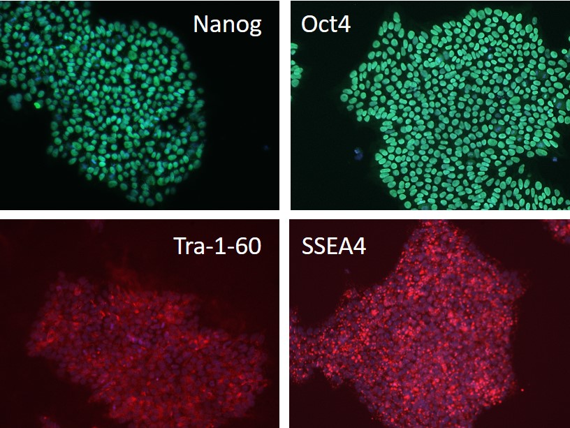 RCRP008N - StemRNA Human iPSC SK002.1