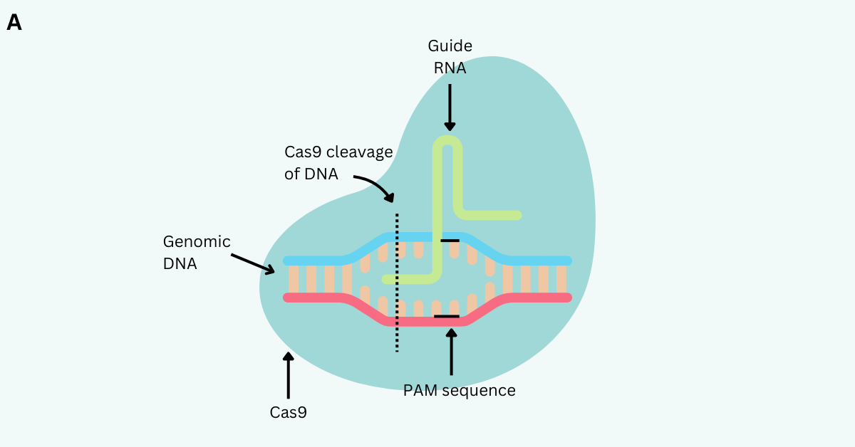 OpenCRISPR-1: The First AI-Designed CRISPR Editor for High-Precision Gene & Cell Therapy