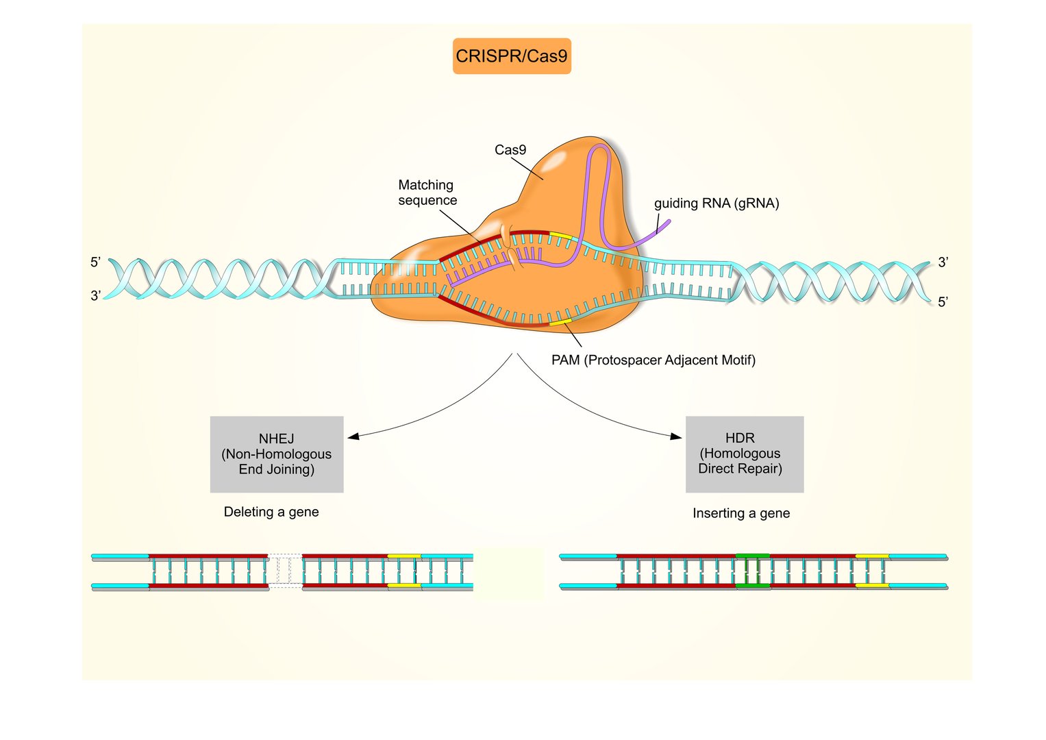 Improve Gene-Editing Success with CRISPR-SNIPER Technology
