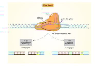 Improve Gene-Editing Success with CRISPR-SNIPER Technology