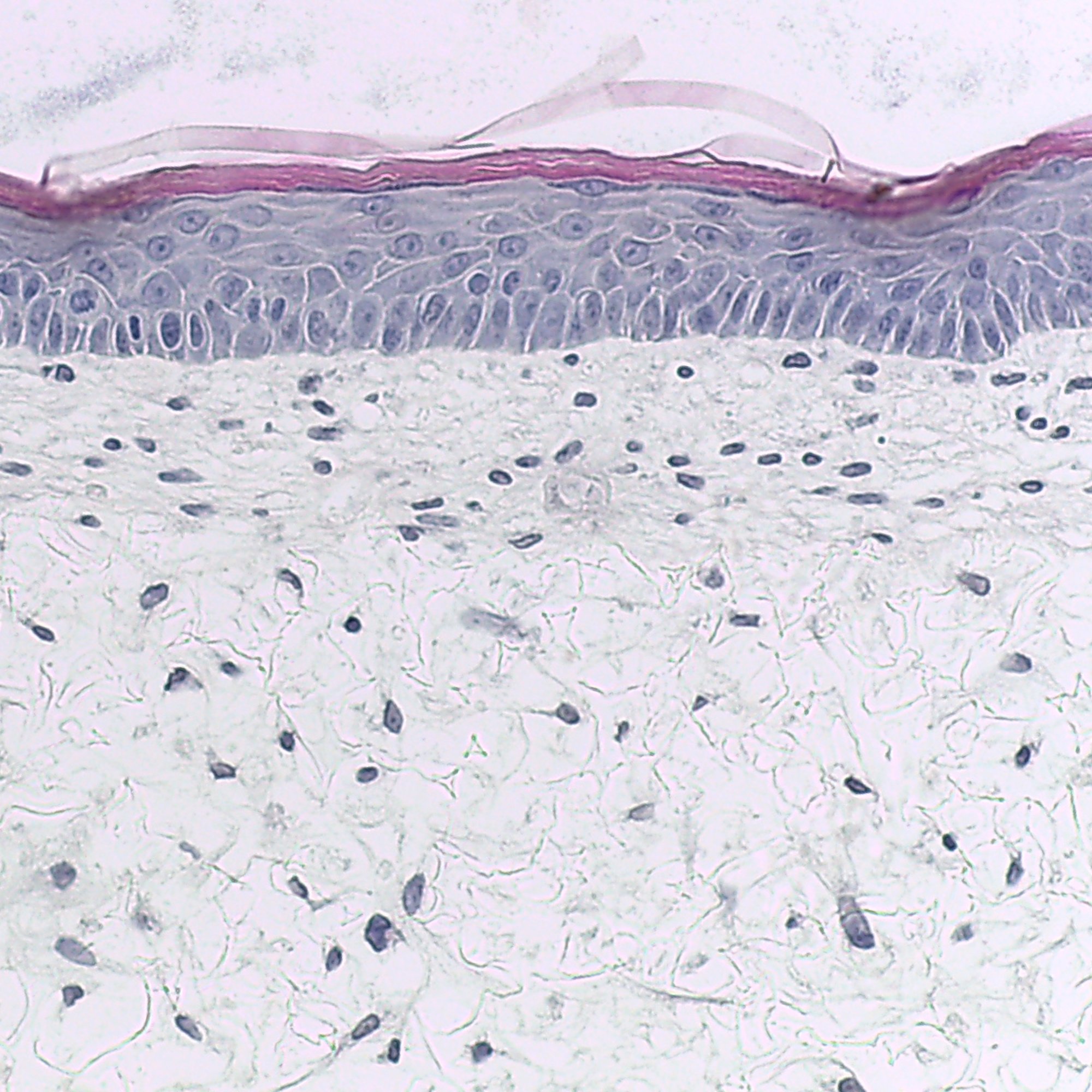 Bioengineered 3D Human Tissue Models & Cell Culture Solutions