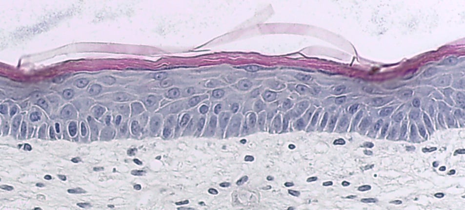 Bioengineered 3D Human Tissue Models & Cell Culture Solutions