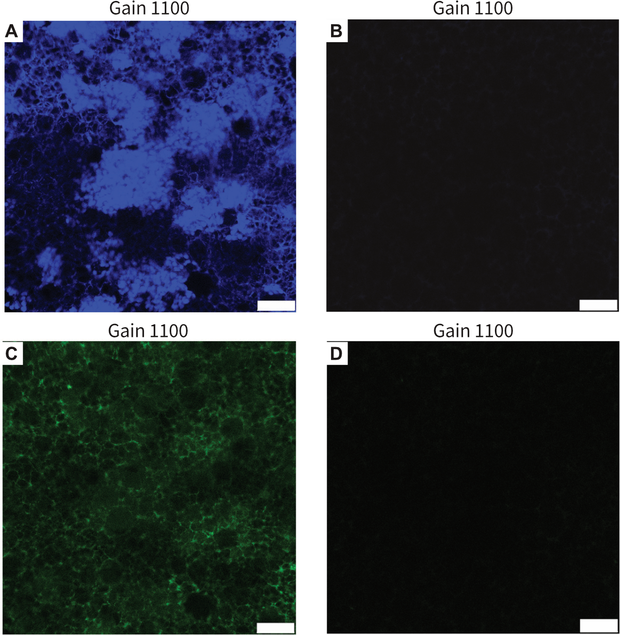 Confocal Microscopy and Alvetex Scaffold