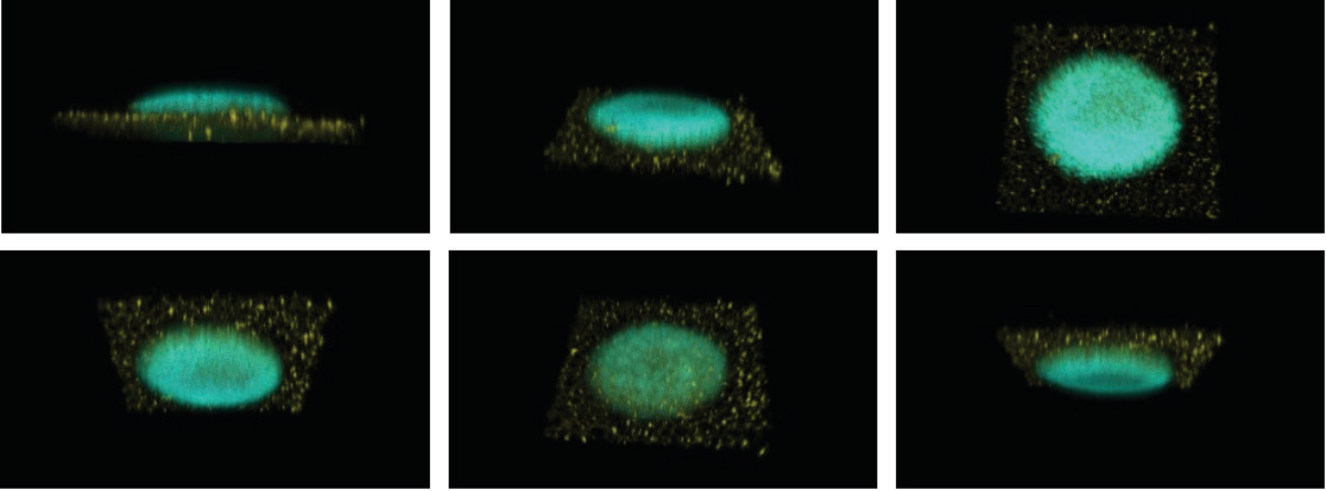 Confocal Microscopy and Alvetex Scaffold