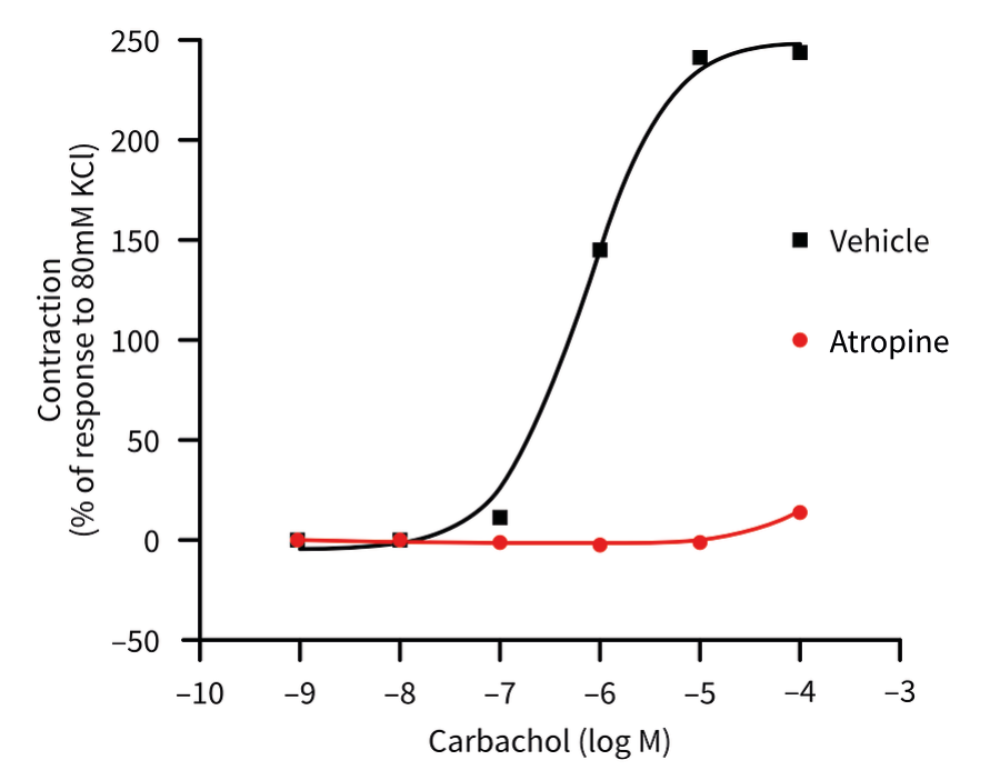 Contraction in human bladder (Muscarinic receptors – Carbachol)