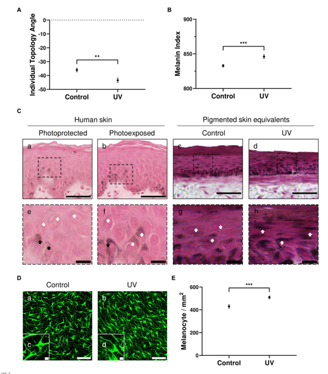 Bioengineered Pigmented Skin Equivalent for UV and Cosmetic Testing