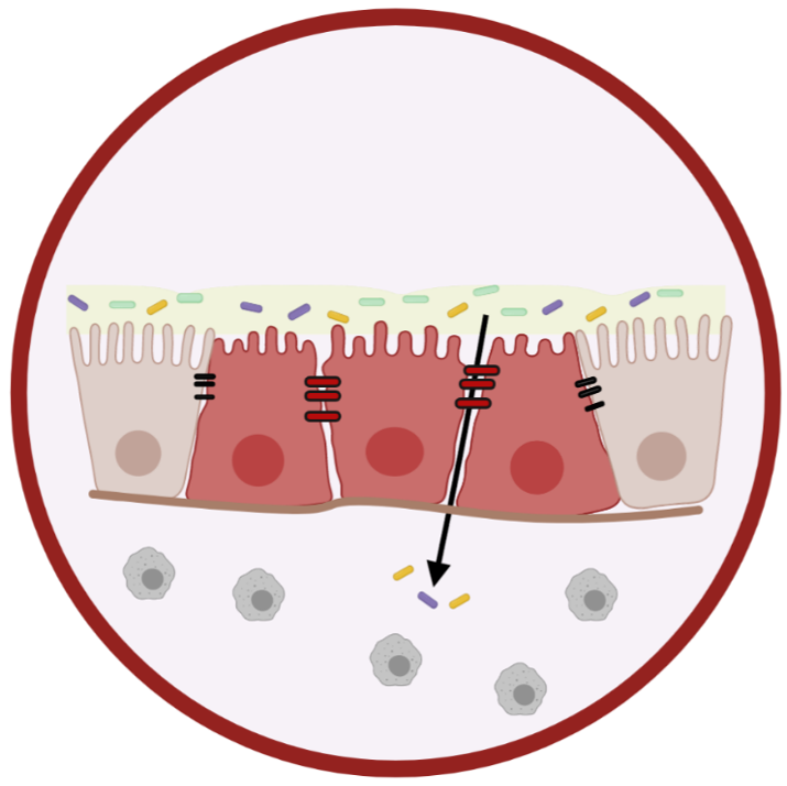 Bioengineered 3D Human IBD Models & Cell Culture Solutions