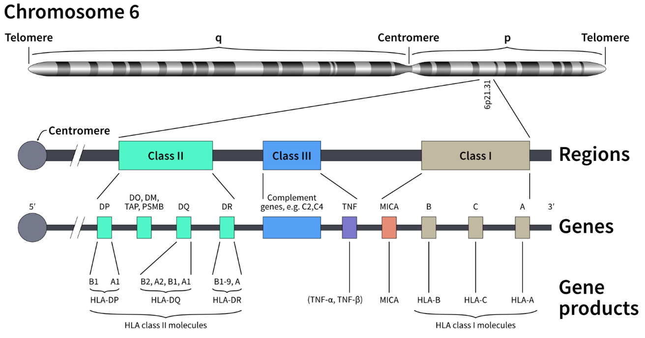 Editing B2M and CIITA to Create Hypoimmune Cell Lines for Cell Therapy