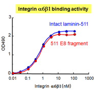 Recombinant Human Laminins and their Use in Cell Culture