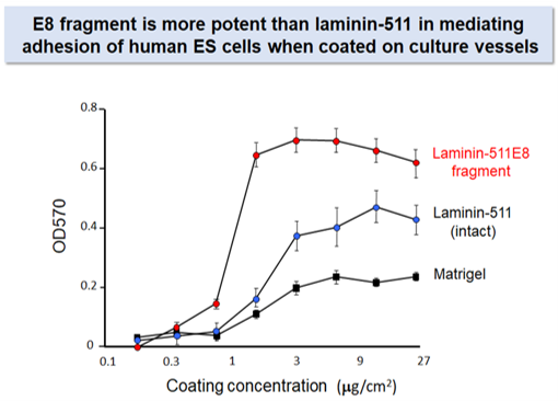 Recombinant Human Laminins and their Use in Cell Culture