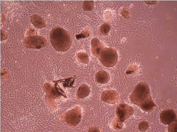 Cost Effective, Lab-scale Spheroid Culture of iPSCs