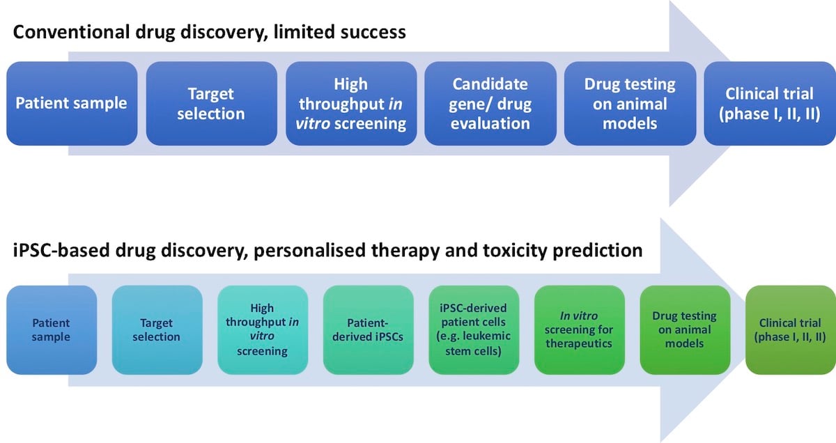 Using human iPSCs as an in vitro model for regenerative medicine and disease modelling
