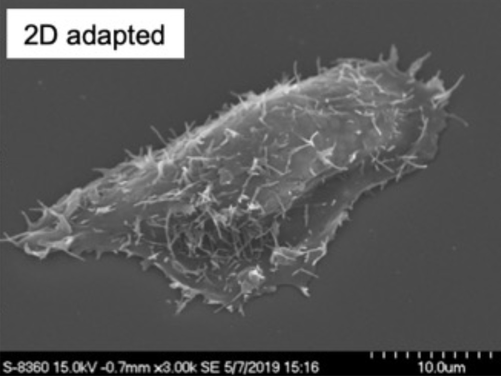 Bioengineered 3D Human Tissue Models & Cell Culture Solutions
