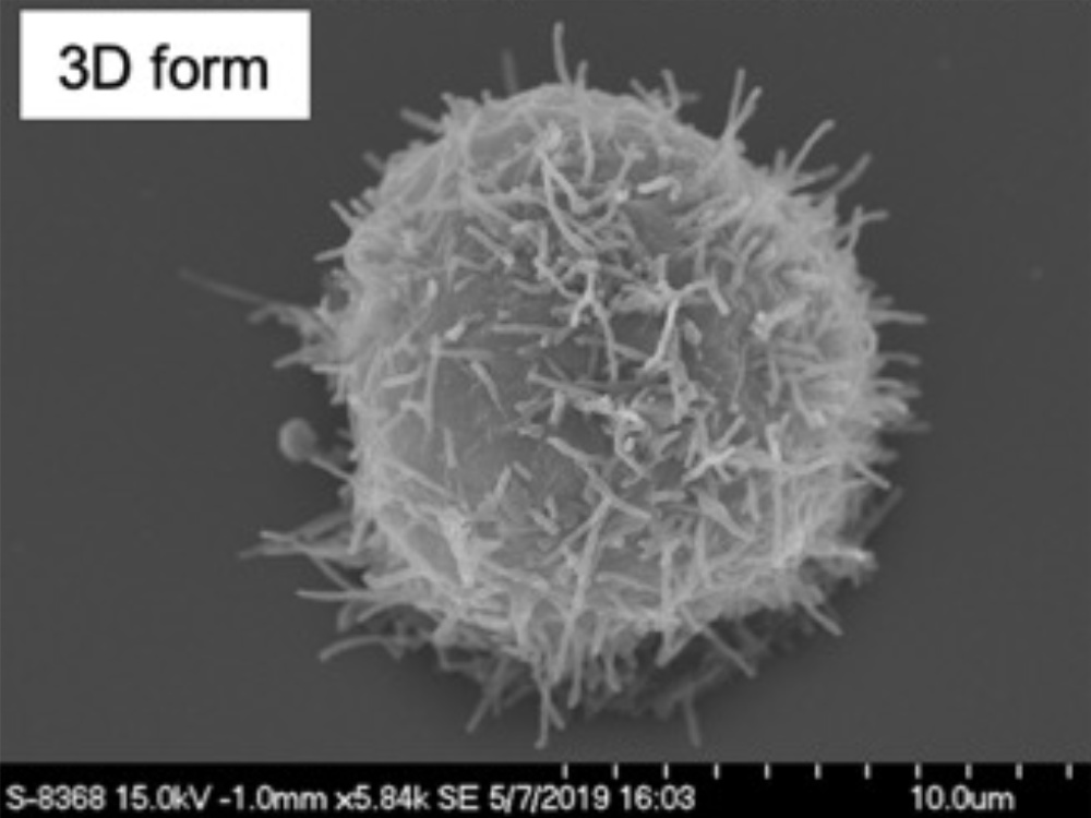 Bioengineered 3D Human Tissue Models & Cell Culture Solutions