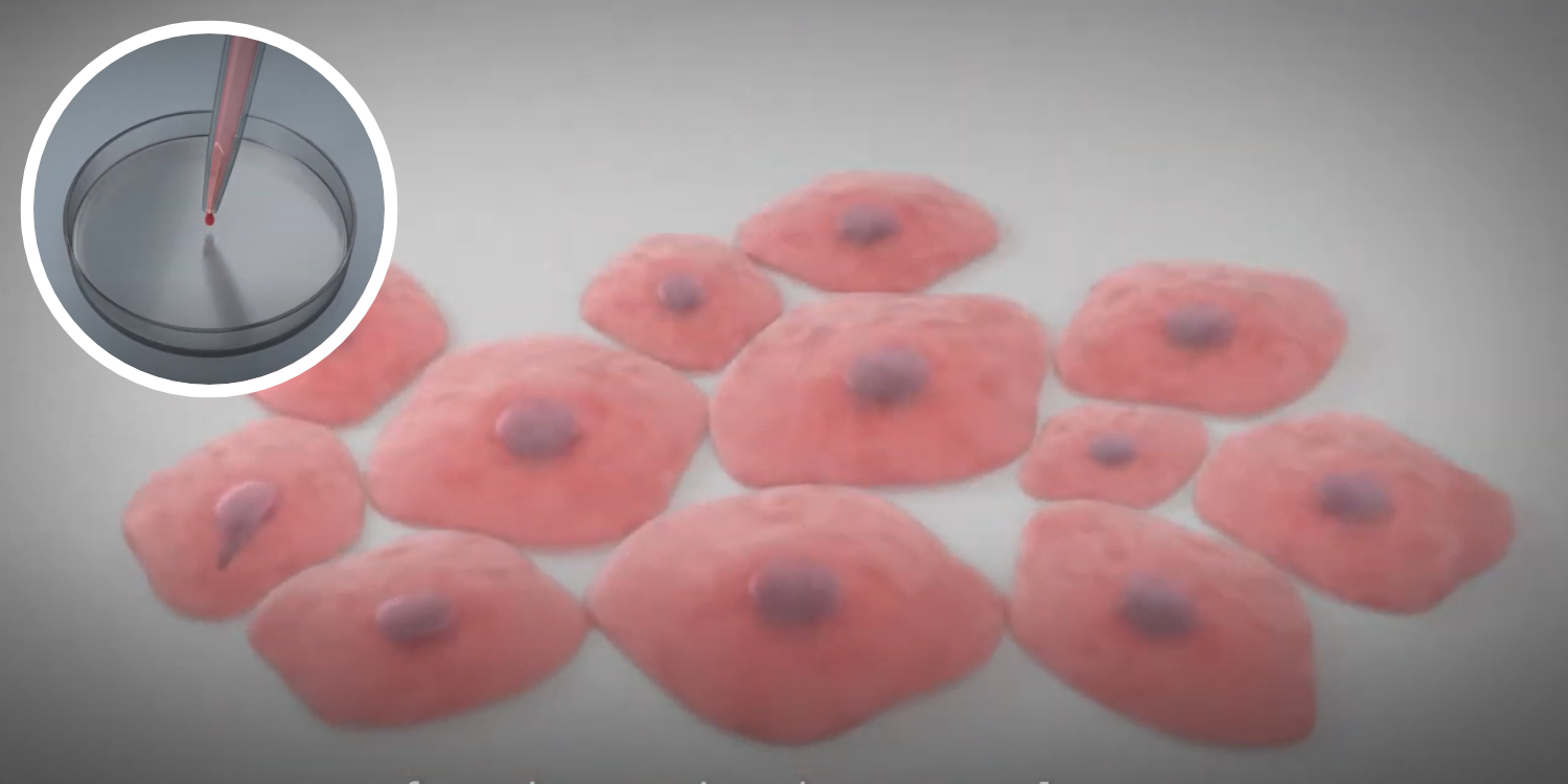 Bioengineered 3D Human Tissue Models & Cell Culture Solutions