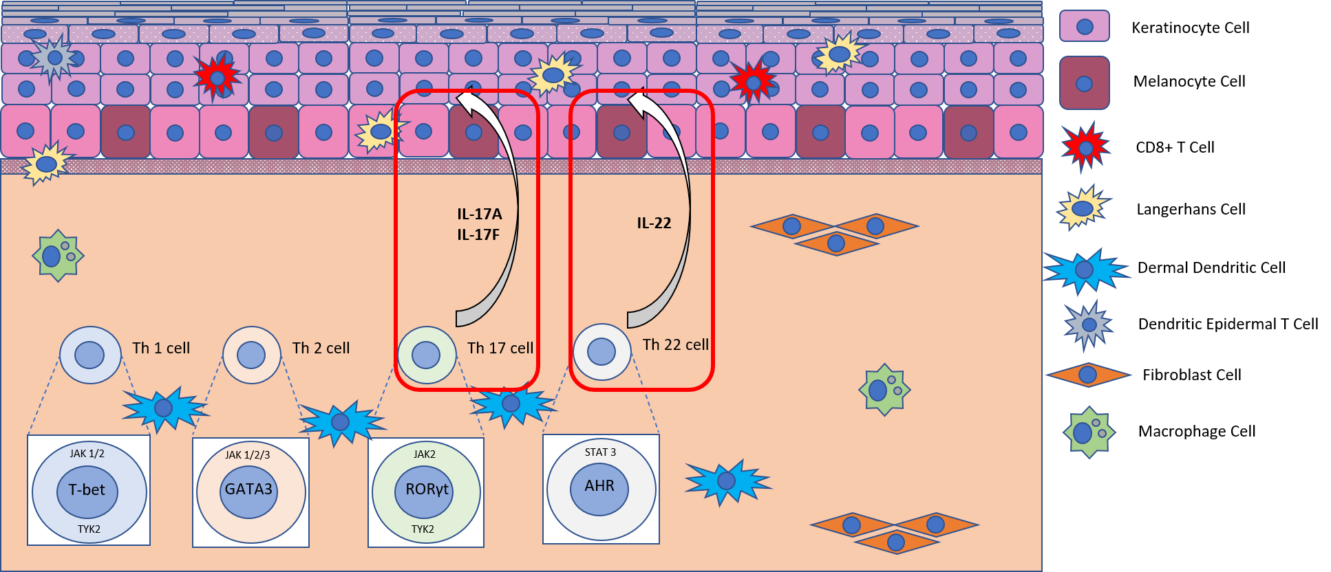 Skin culture induced psoriasis model