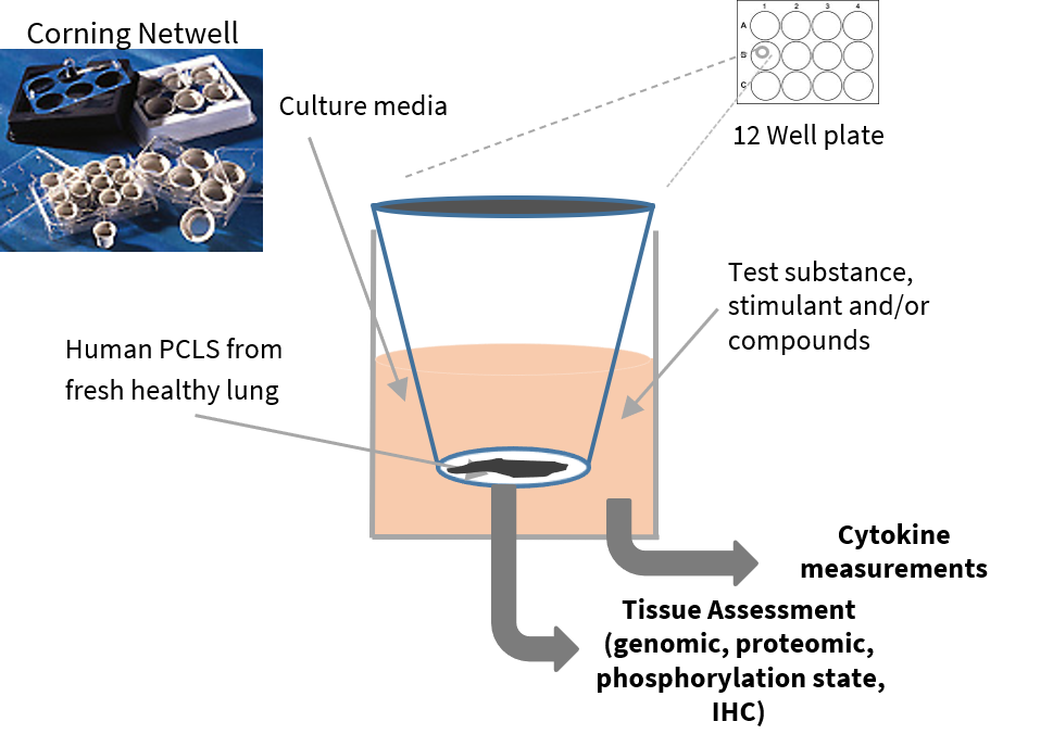 Precision-cut lung slice (PCLS) culture