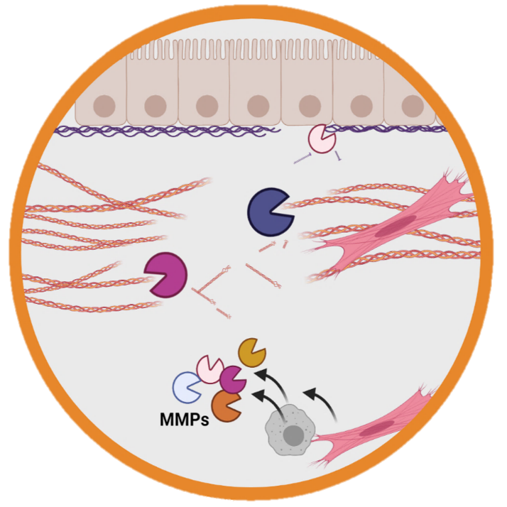 Bioengineered 3D Human IBD Models & Cell Culture Solutions