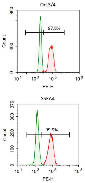 GMP iPSC Production Service: Clinical-grade Human iPSCs and GMP MCBs