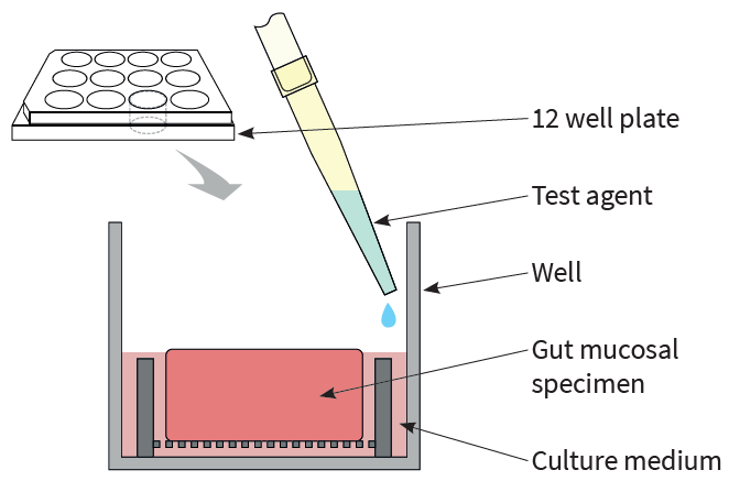 Anti-Inflammatory Drug Effects In IBD Research And Assays