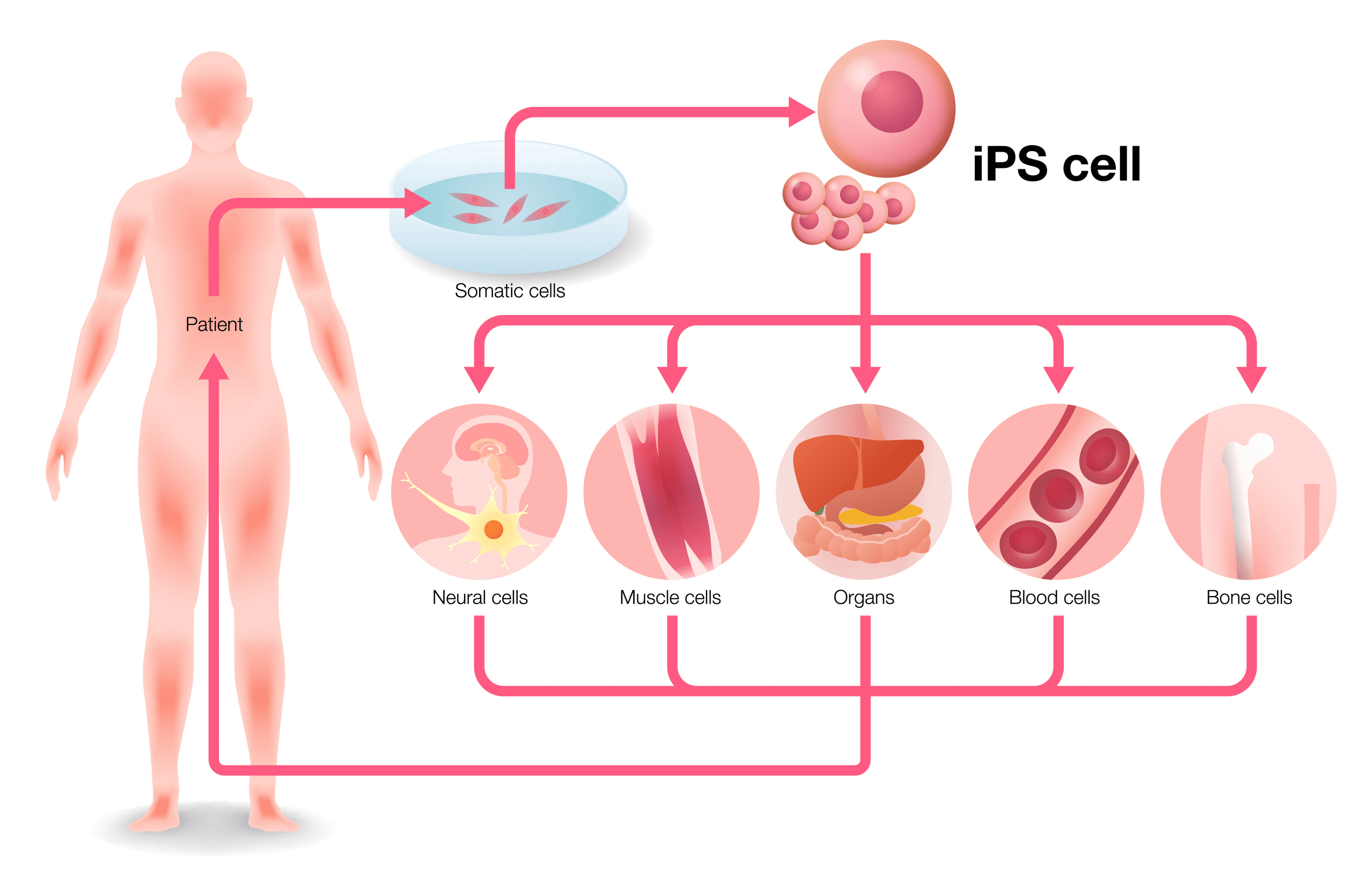 Investor Relations - About iPS Cells