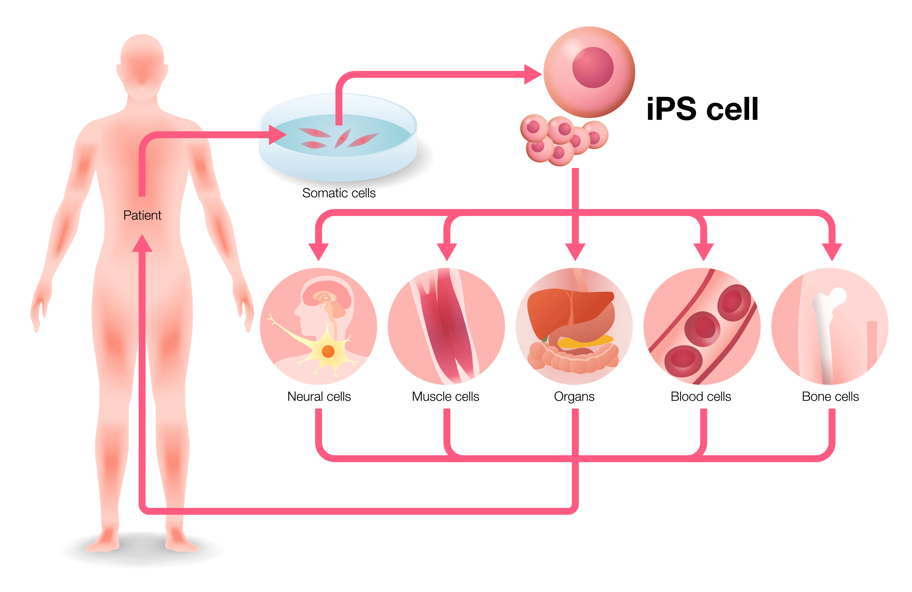 Investor Relations - About iPS Cells