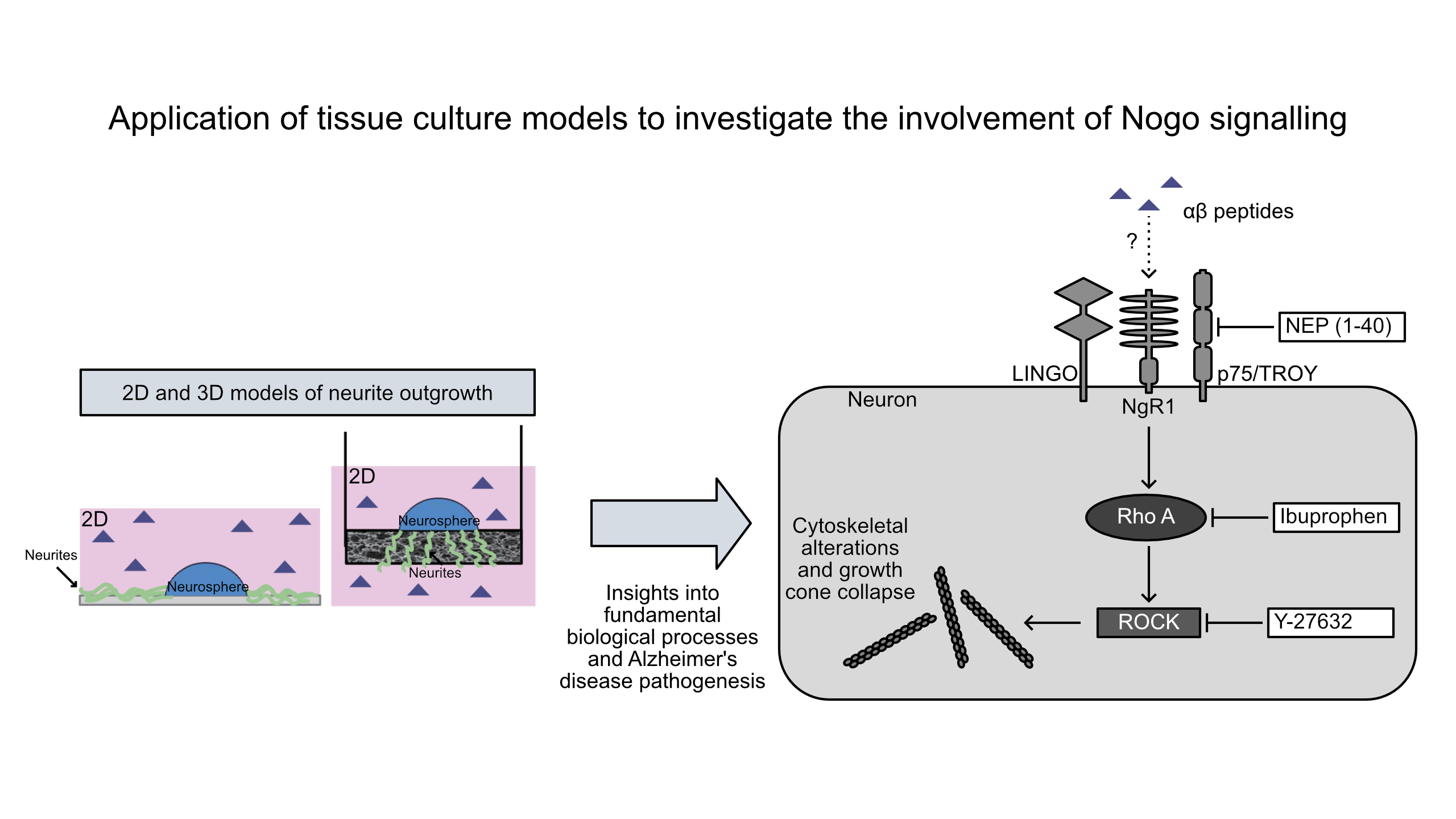 Breaking Ground in Alzheimer’s Research: A New Path to Drug Discovery ...