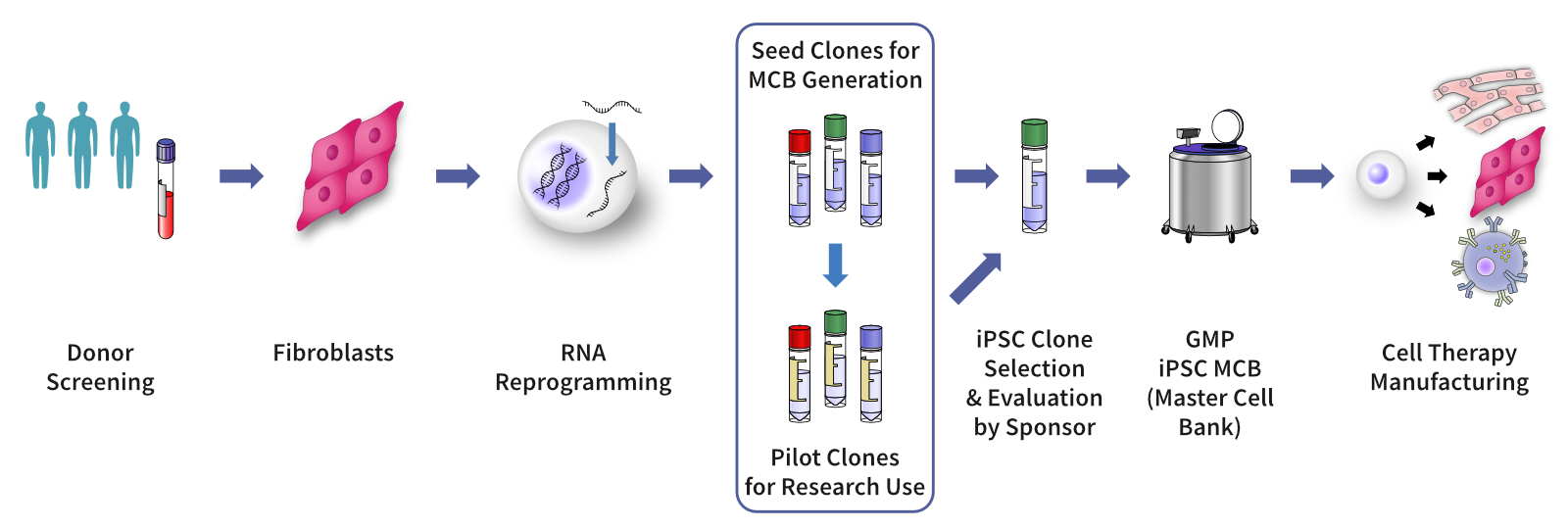 GMP iPSC Production Service: Clinical-grade Human iPSCs and GMP MCBs