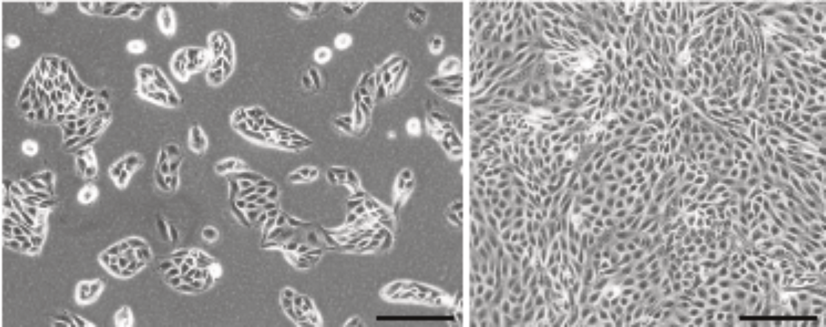 Alvetex Scaffold Protocol: Canine Kidney Epithelial MDCK Cell Line ...