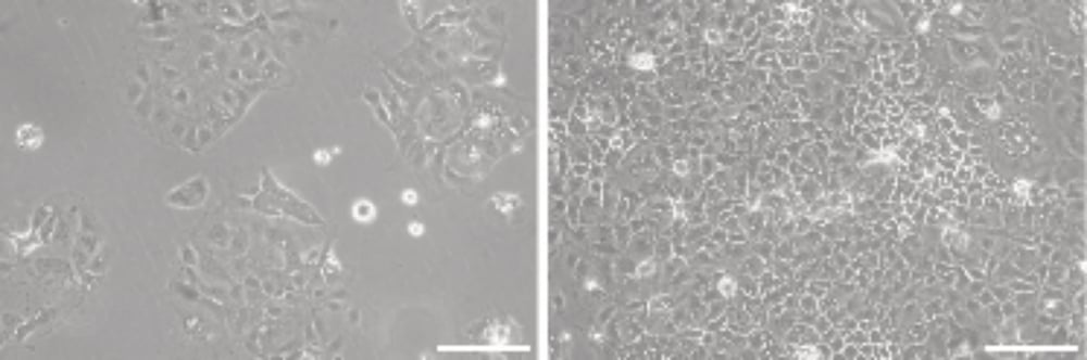 Alvetex Scaffold Protocol: Caco-2 Cell Line (Inserts & Plates)