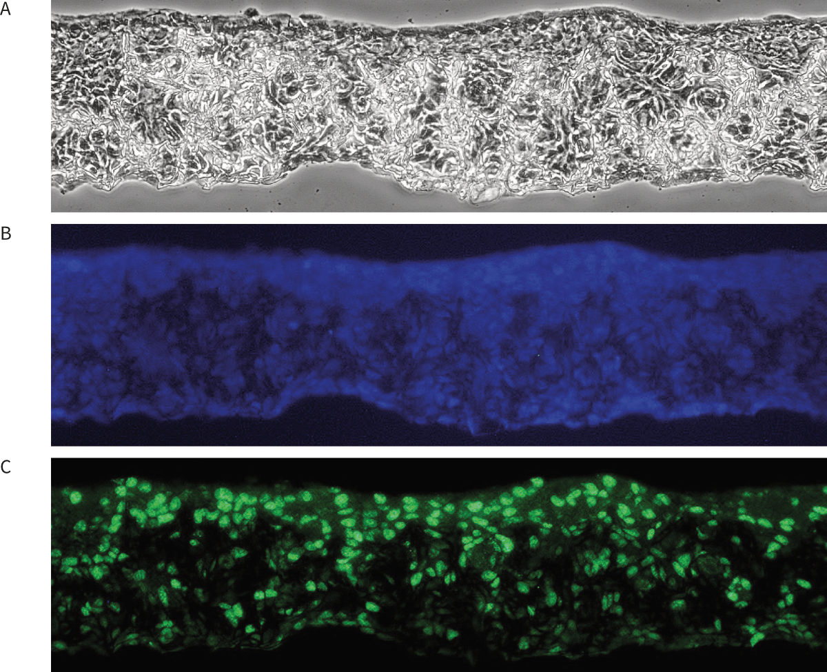 Alvetex Scaffold Protocol: Histology: PFA Fixation & Paraffin Wax ...