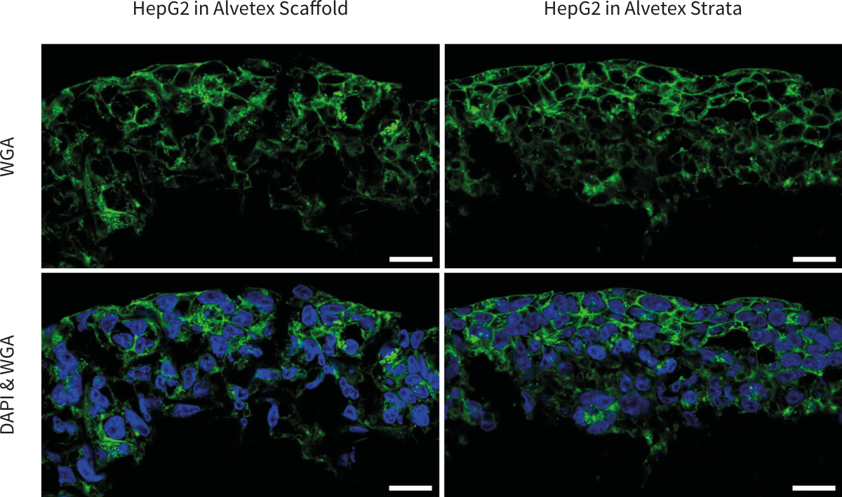 Alvetex Protocol: Wheat Germ Agglutinin Staining