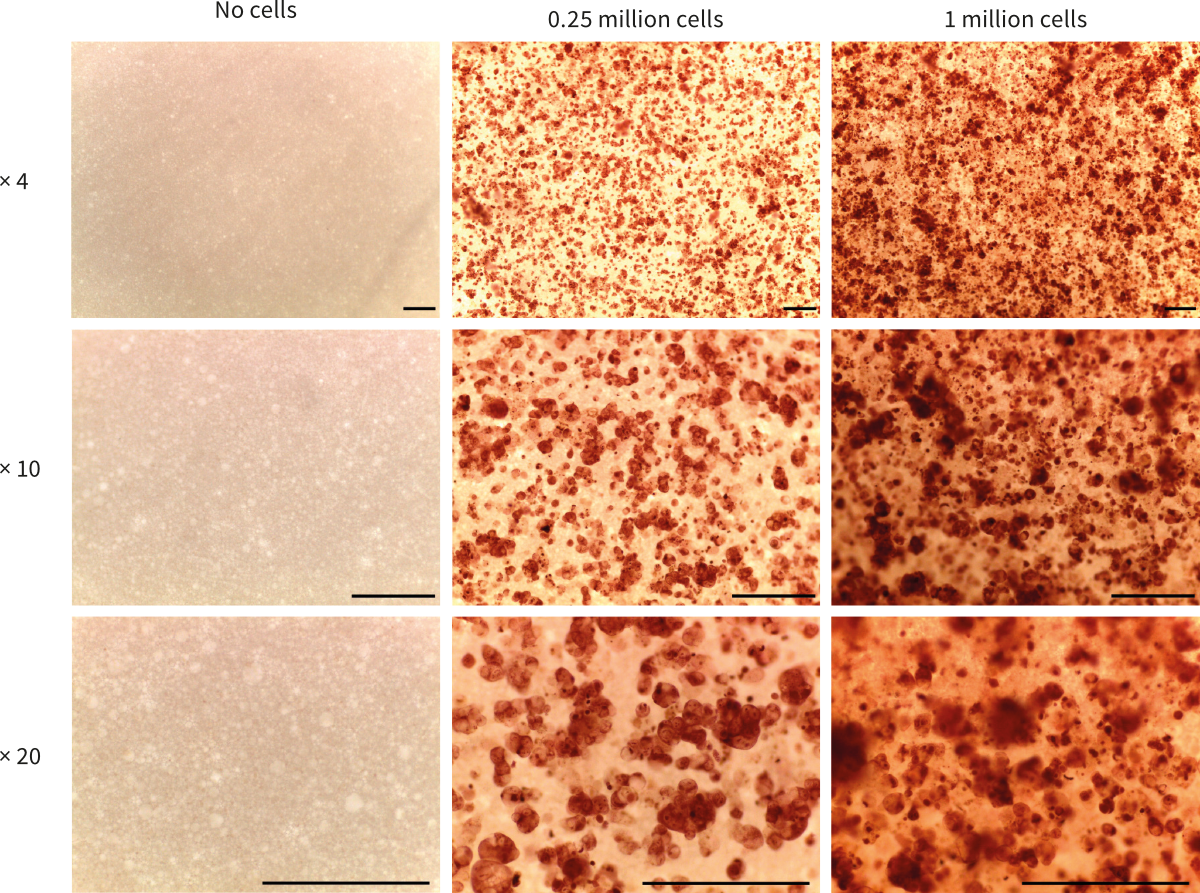 Alvetex Strata Protocol: Quick Start