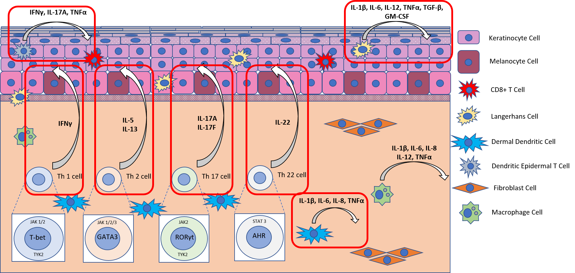 Inflammed skin model (PHA)