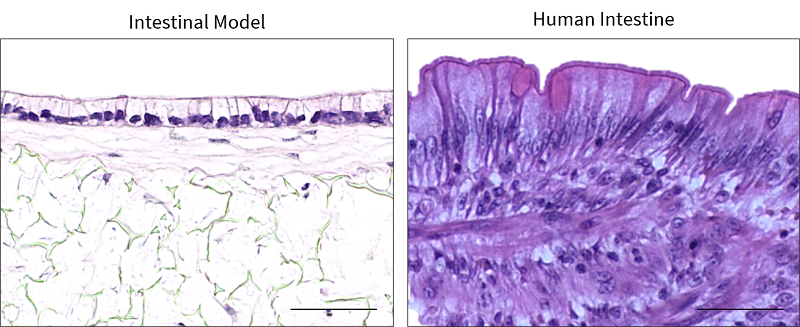How to bioengineer epithelial tissues in vitro