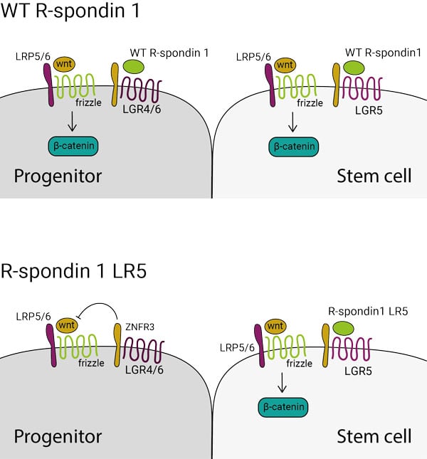 QK031 - Recombinant human R-spondin 1 LR5 protein