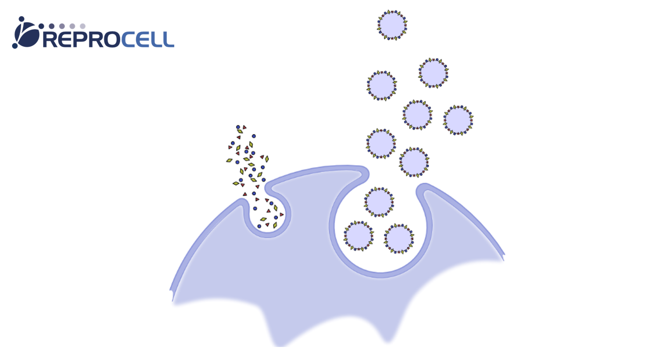 Exosomes from Stem Cells: iPSC vs. MSC-Derived Exosomes for Aesthetic ...