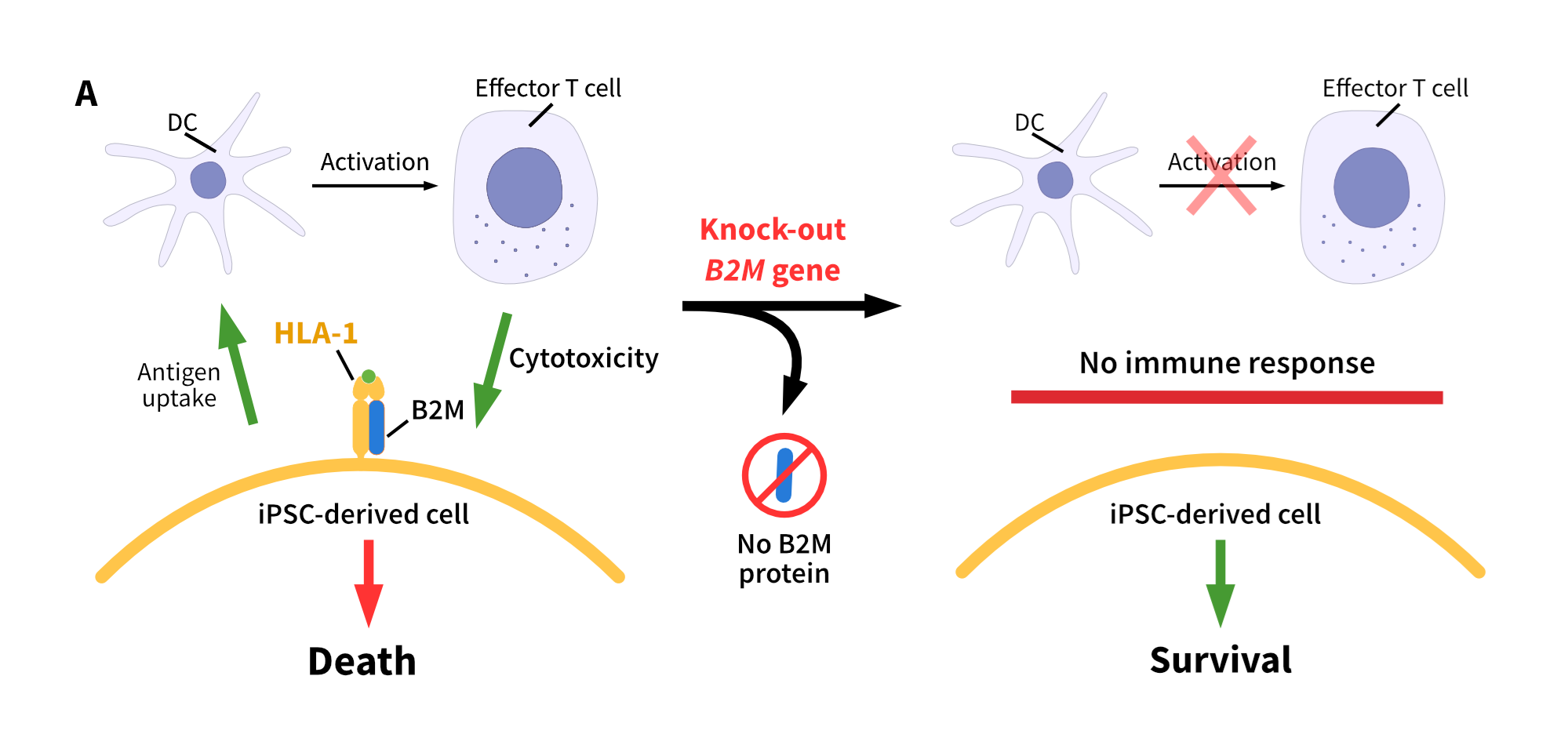 Editing B2M and CIITA to Create Hypoimmune Cell Lines for Cell Therapy