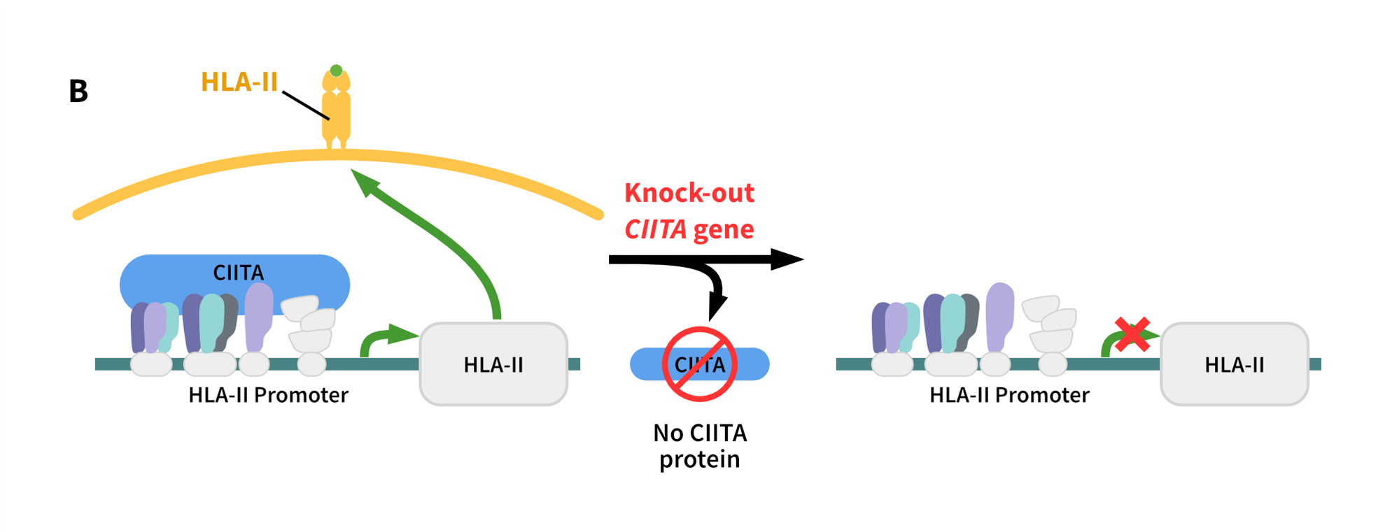 Editing B2M and CIITA to Create Hypoimmune Cell Lines for Cell Therapy