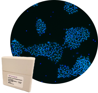 Research Stem Cell Services