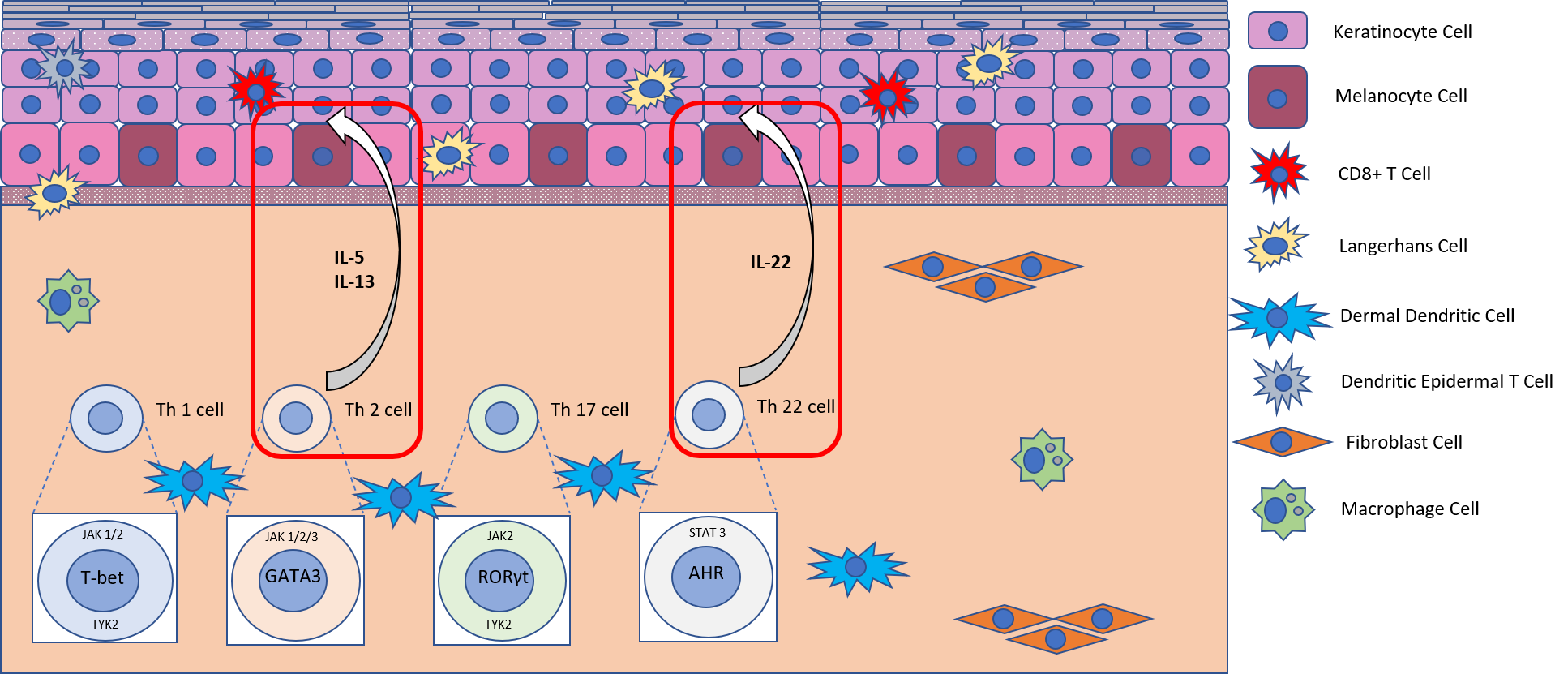 Induced atopic dermatitis model