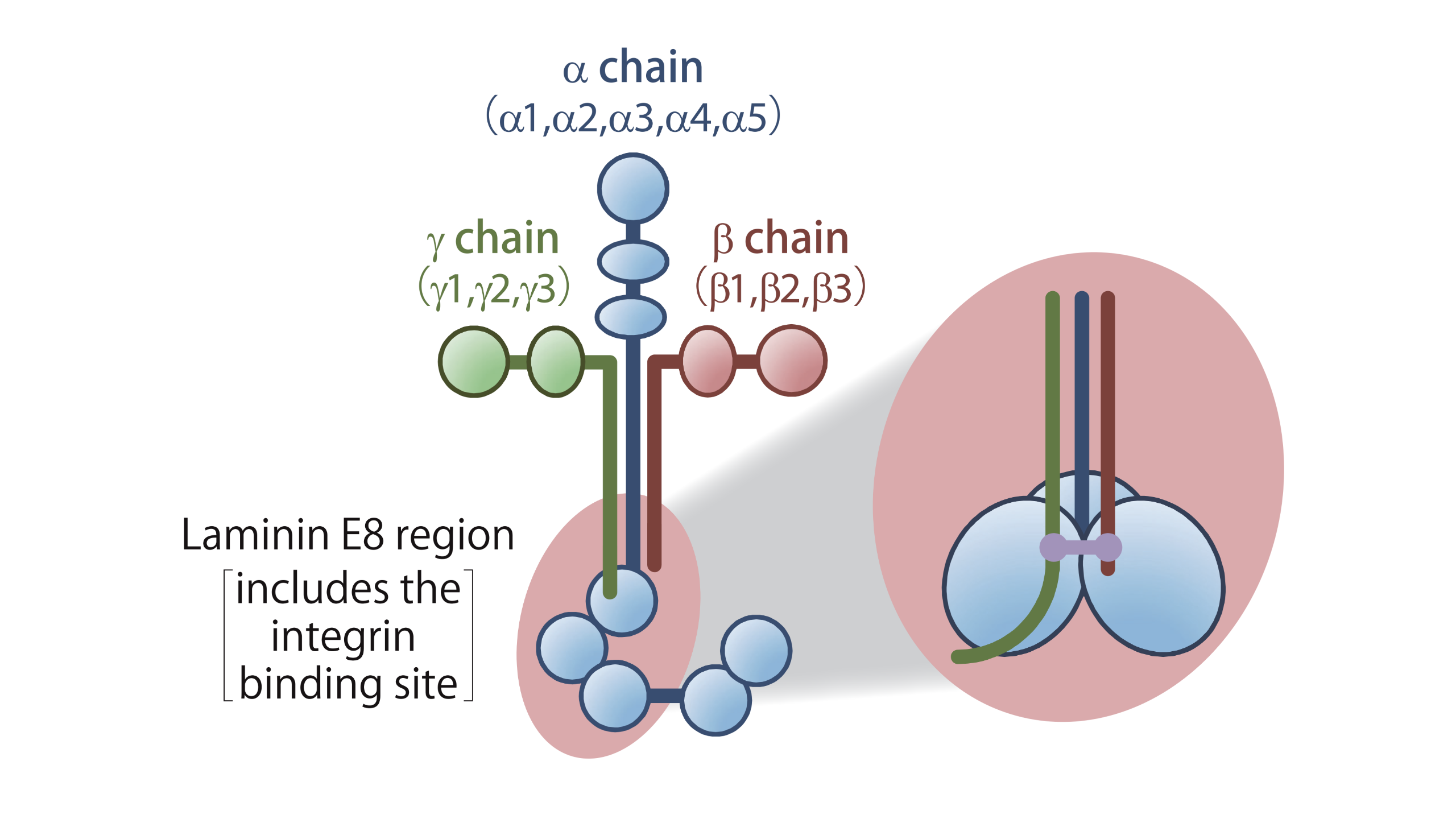 Recombinant Human Laminins and their Use in Cell Culture