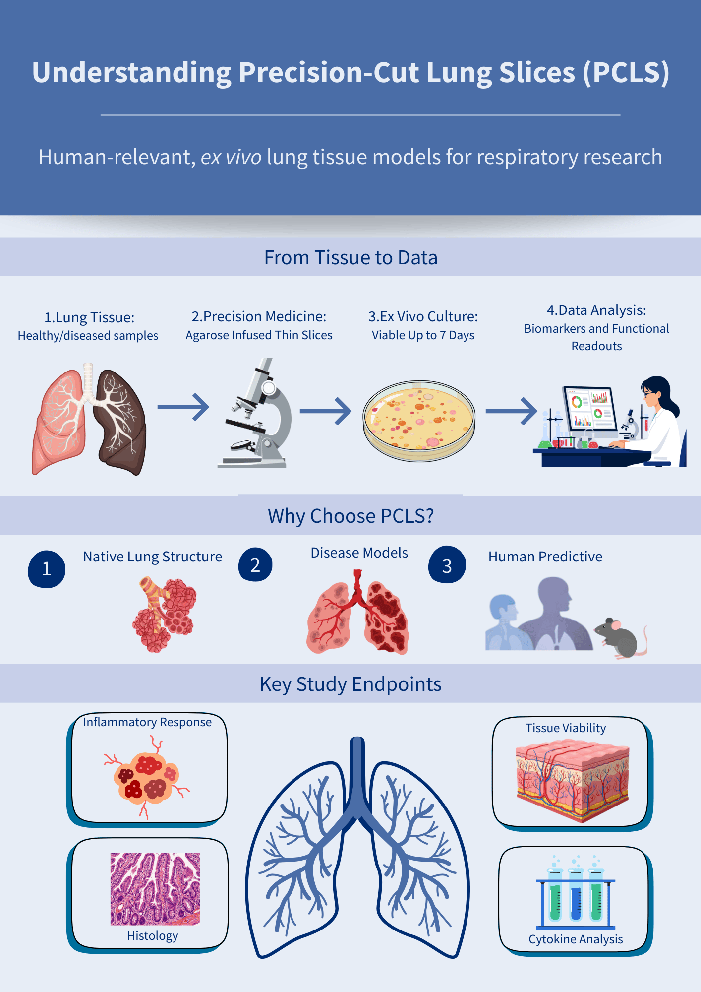 Precision-Cut Lung Slices (PCLS) Research And Assays