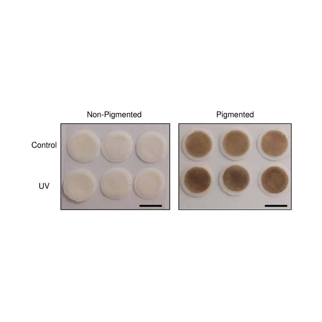 00-0055 - StemAb™ Alkaline Phosphatase Staining Kit II